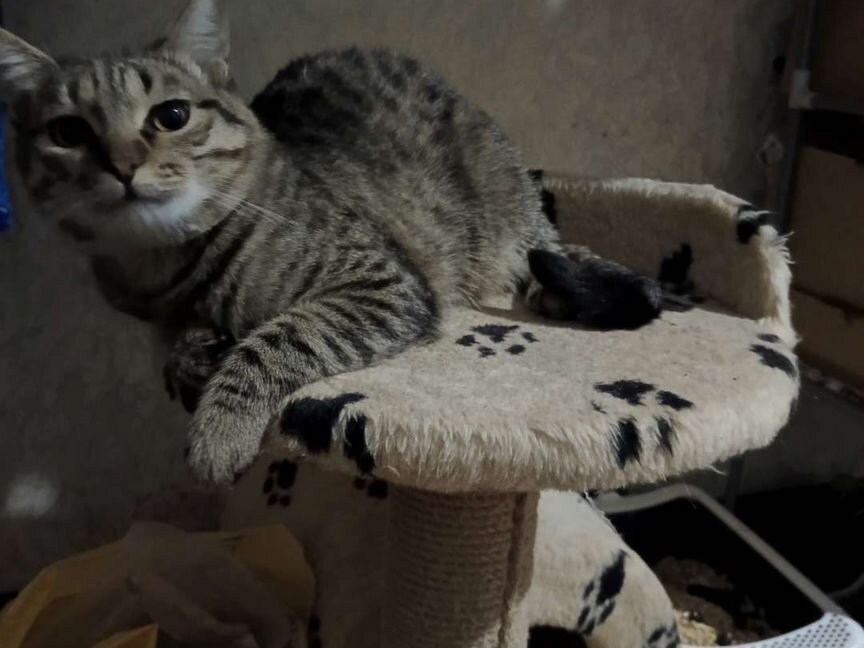 Кот + домик, когтетчока, лоток, и автокормушка