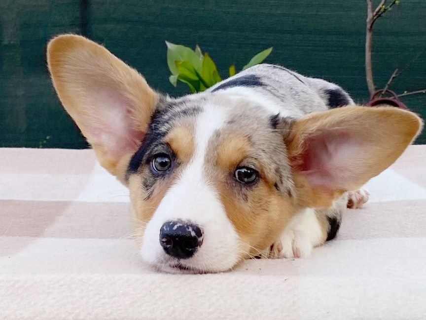 Щенки вельш-корги кардиган