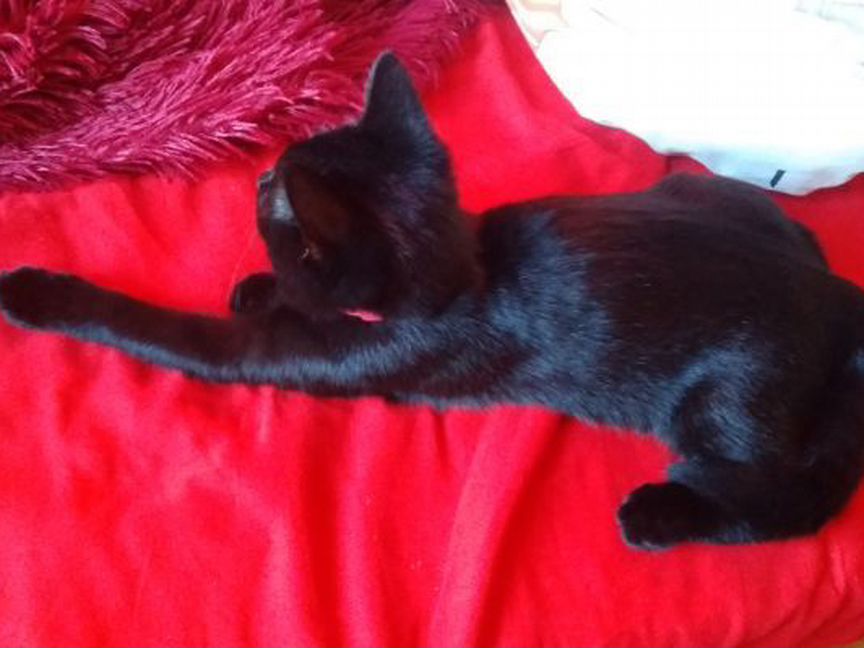 Черный котенок