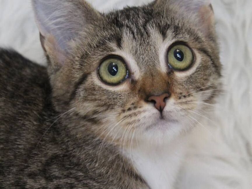 Котенок Агата в добрые руки