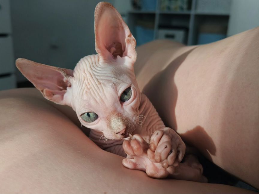 Канадский сфинкс