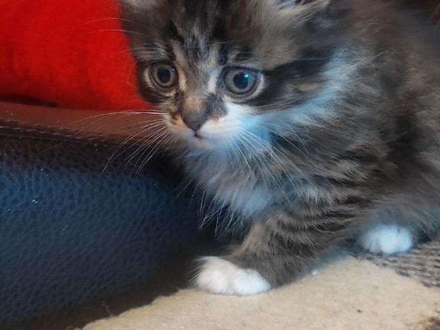 Отлам котят в добрые руки