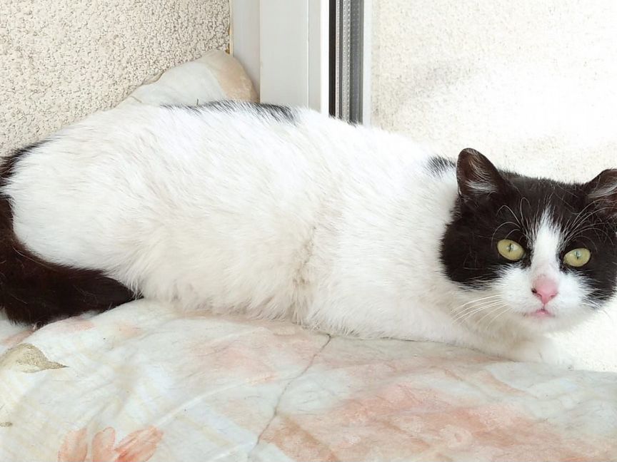 Котик в добрые руки