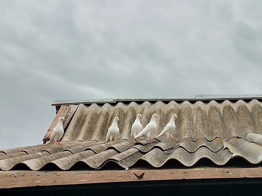 Продажа голубей