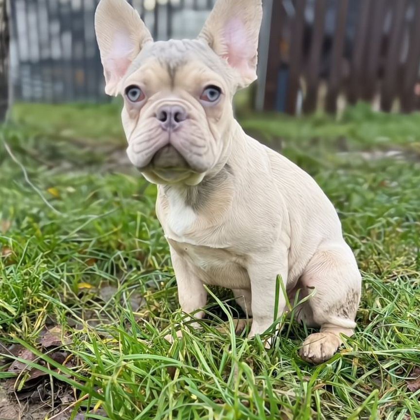Французский бульдог, щенок
