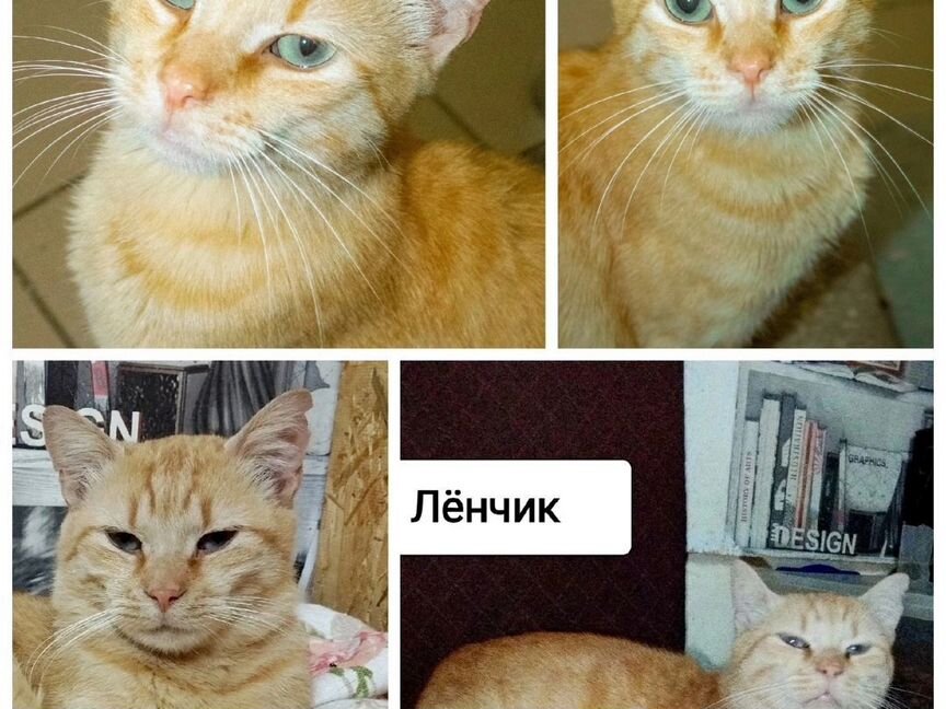 Лёнчик хочет домой