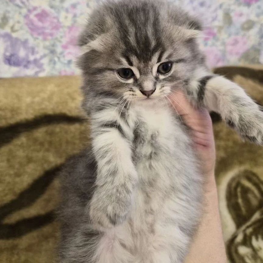 Шотландский вислоухий длинношёрстный котёнок