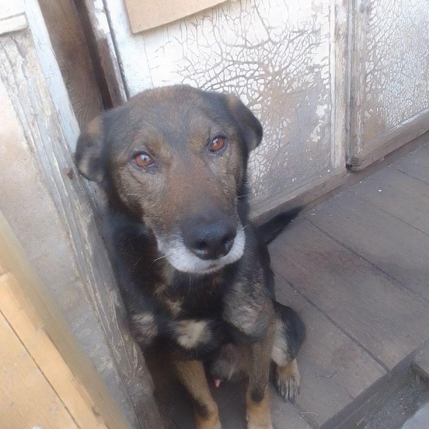 Отдам дворняжку мальчика 3 года в добрые руки