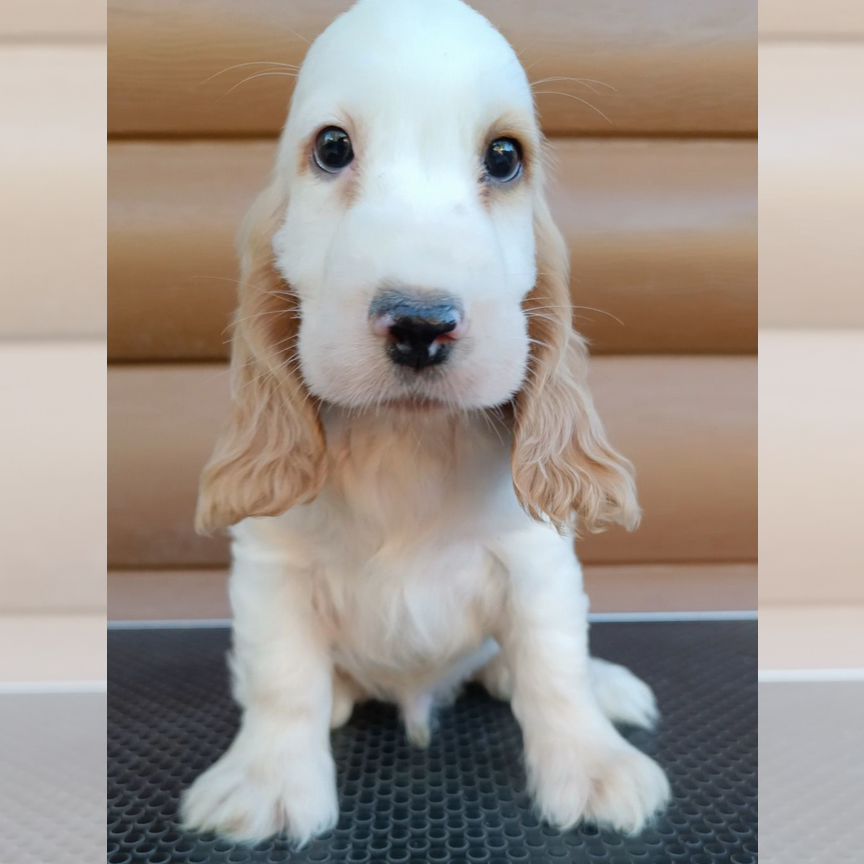 Английский кокер спаниель. Бело-рыжий мальчик. РКФ