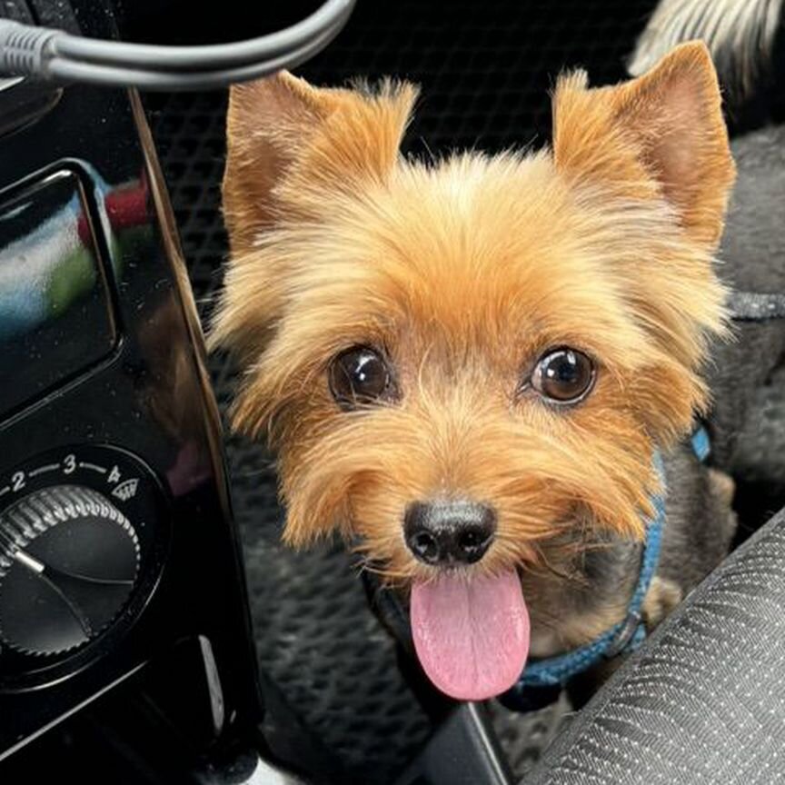 Йоркширский терьер, взрослая собака