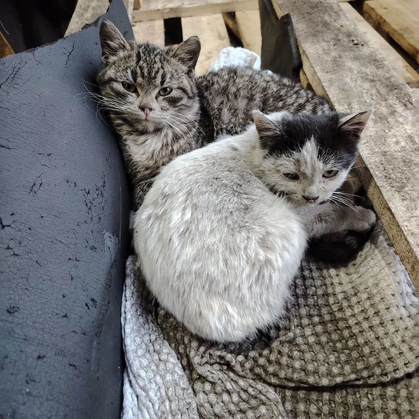 Sosкотята в добрые руки