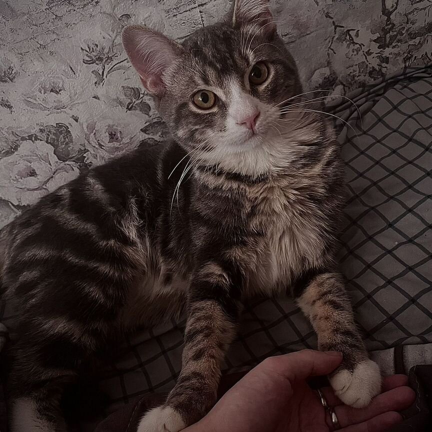 Кот по именни Степа ищет дом