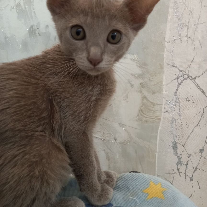 Ориентальные кошечка