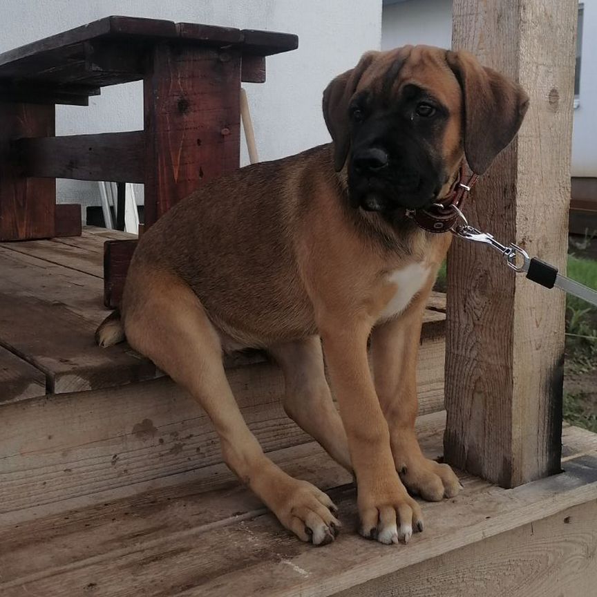 Кане корсо щенок