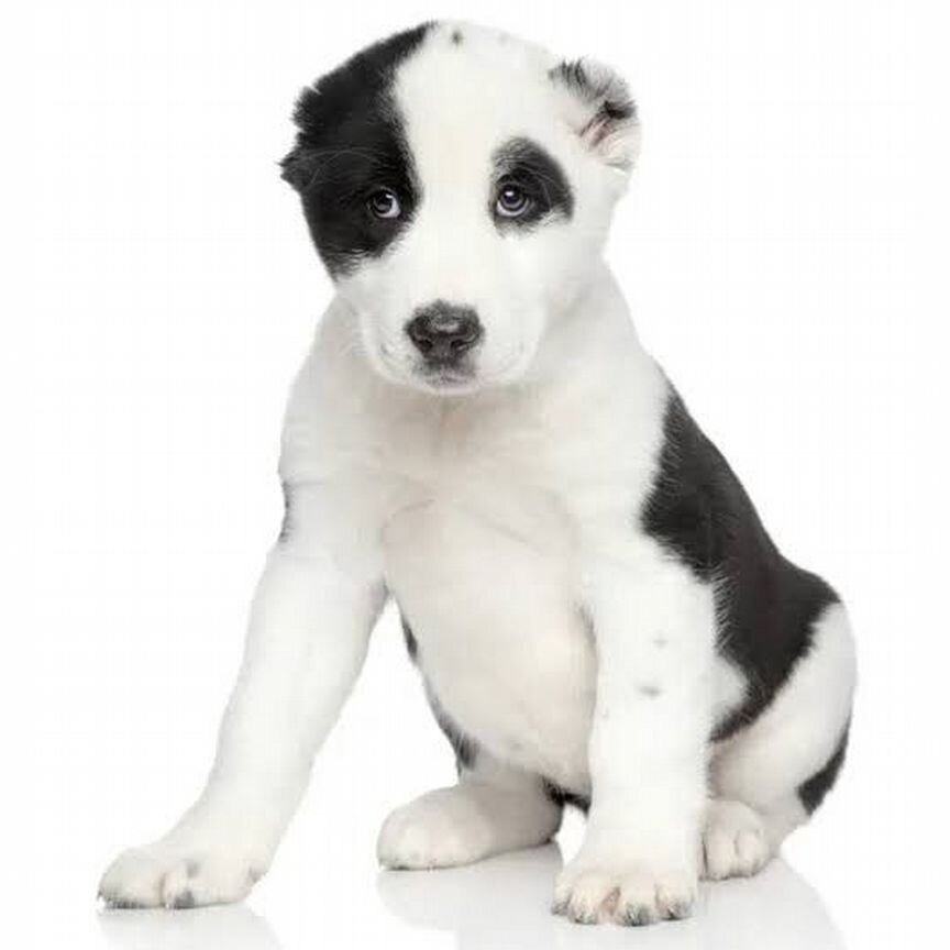 Среднеазиатская овчарка, щенок