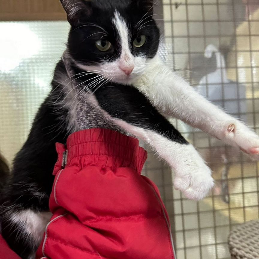 Воспитанный, местами наивный Кеша