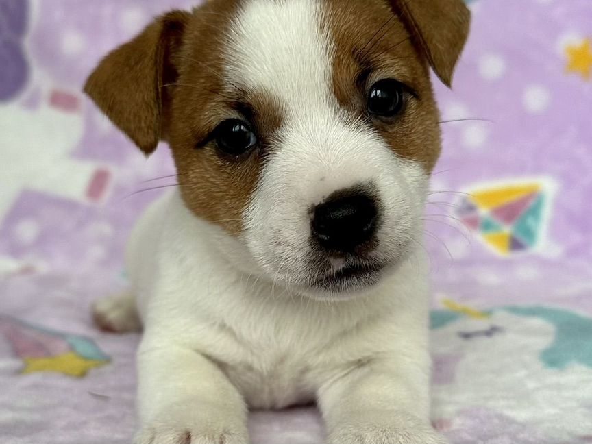 Красавчик джек