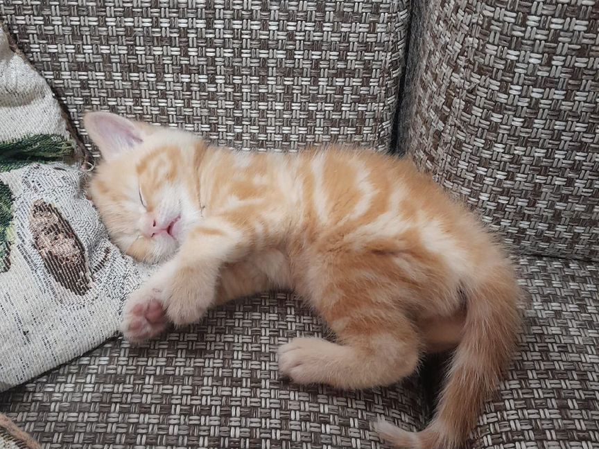 Шотландские котята рыжие
