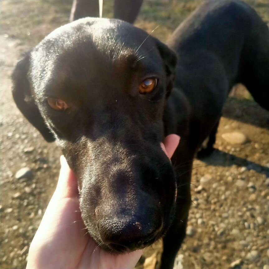 Багира ищет дом