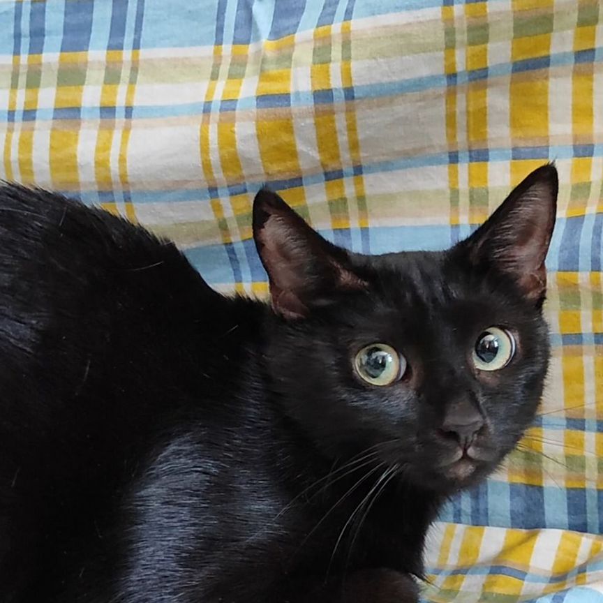 Чёрная Луна ищет дом