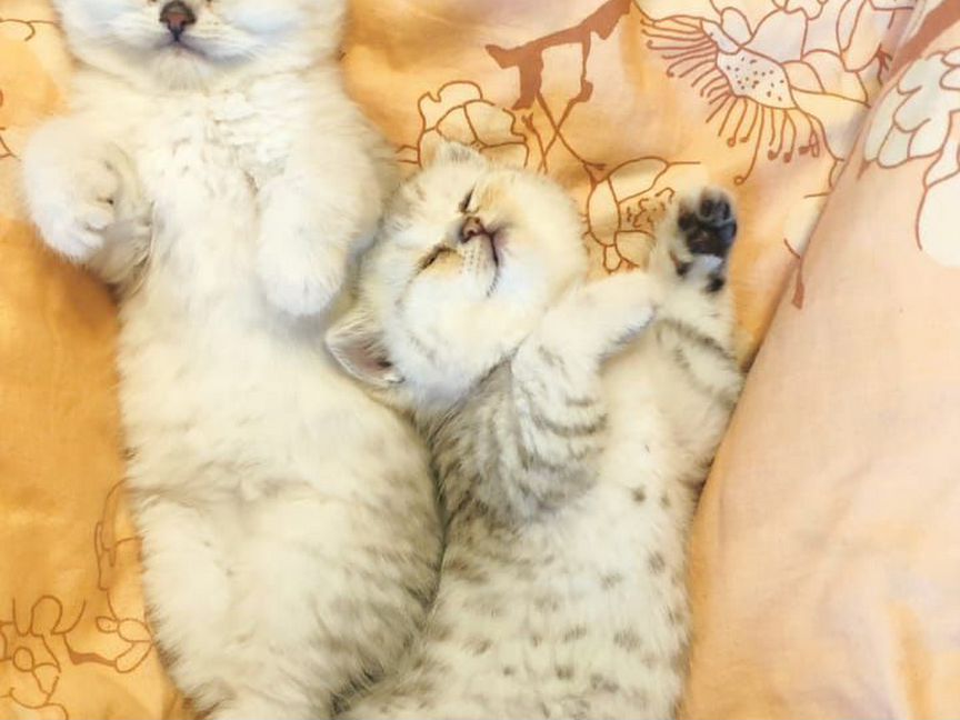 Британская серебристая шиншилла