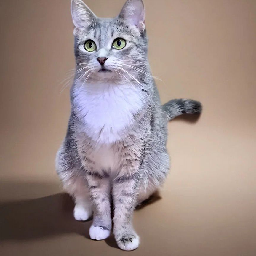 Кошечка Люси 1 год ищет дом