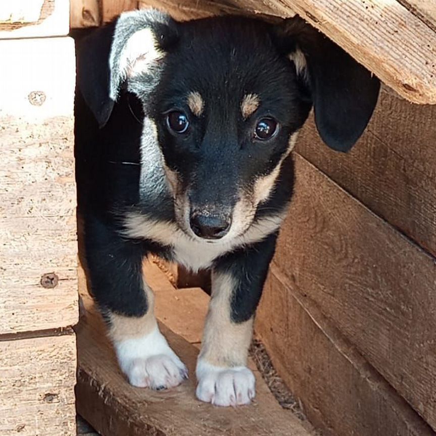 Щенок в добрые руки