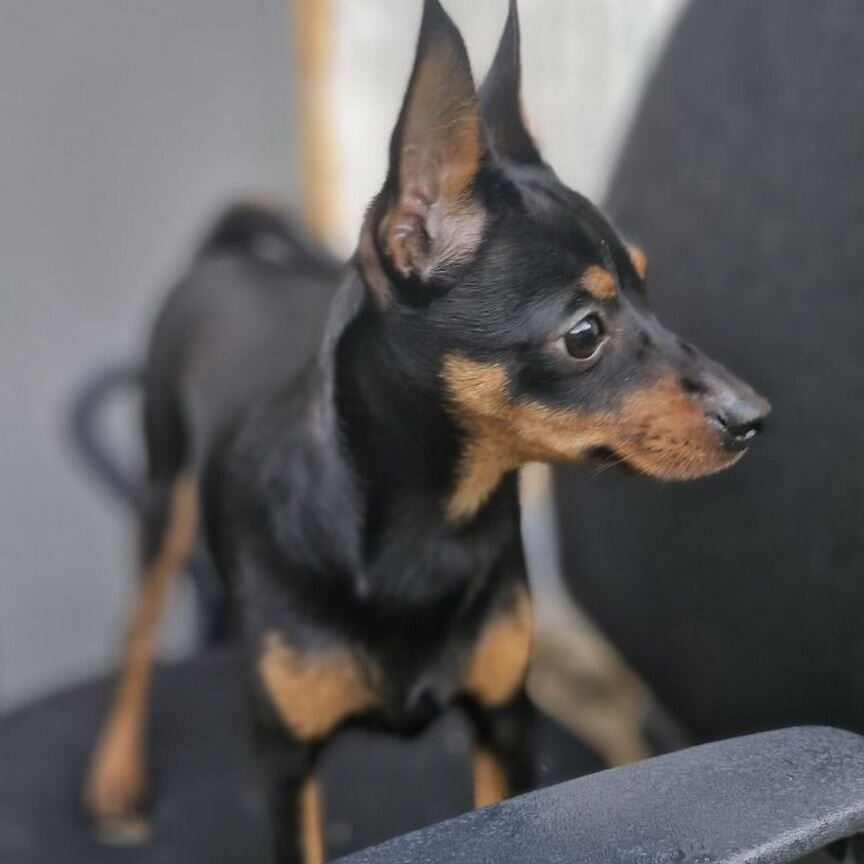 Русский той-терьер, щенок