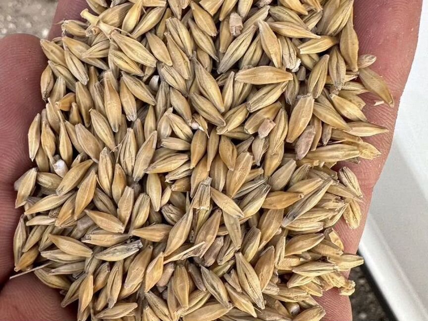 Кормовой овёс, Просо на корм/посев