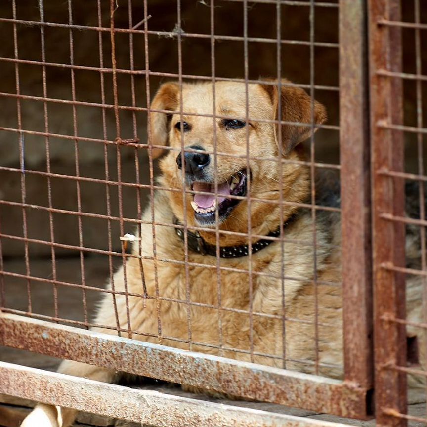 Трехлапый ласковый мальчик ищет дом