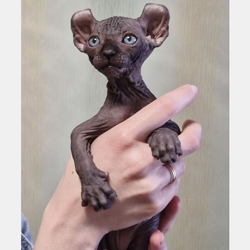 Котята сфинкс эльф