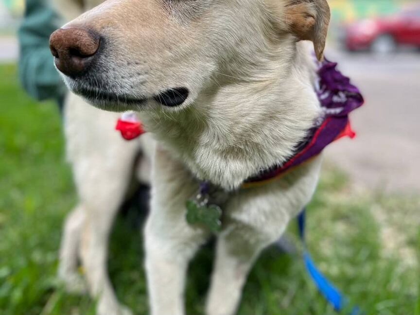 Пёс Сахар ищет дом