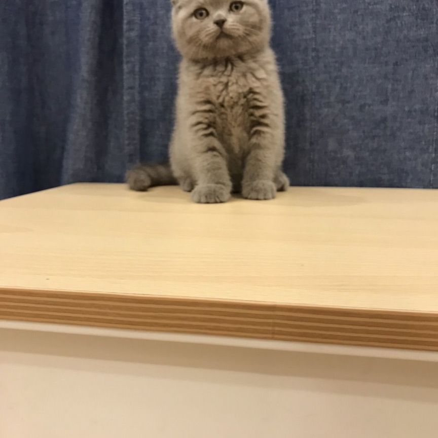 Шотландский вислоухий котёнок