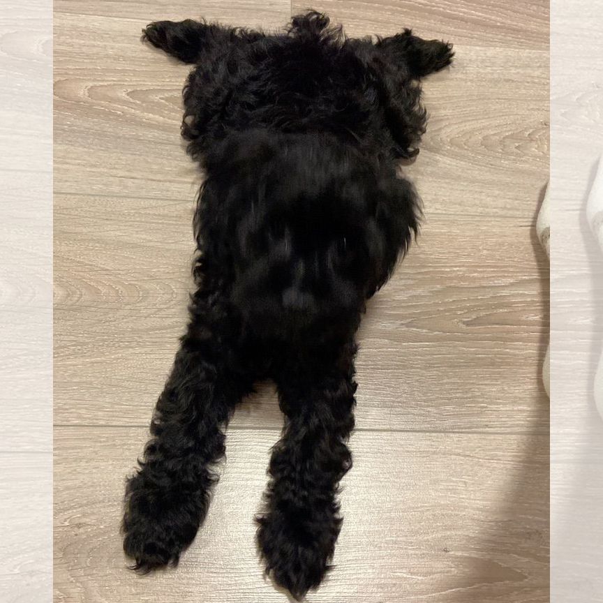 Пудель, щенок