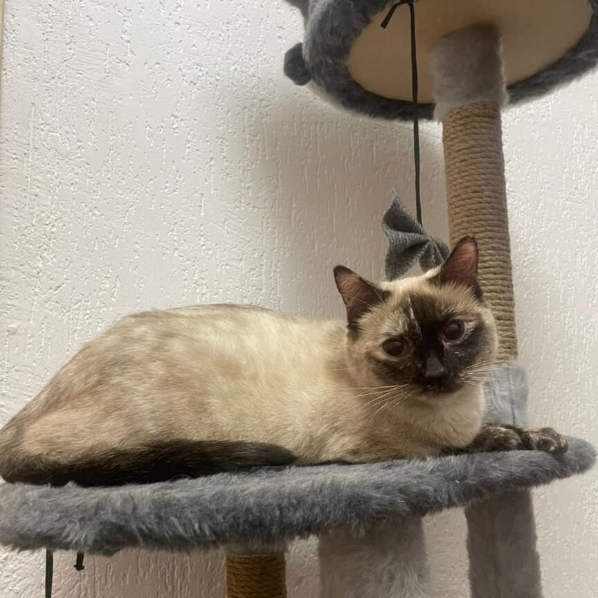 Взрослая кошка в добрые руки