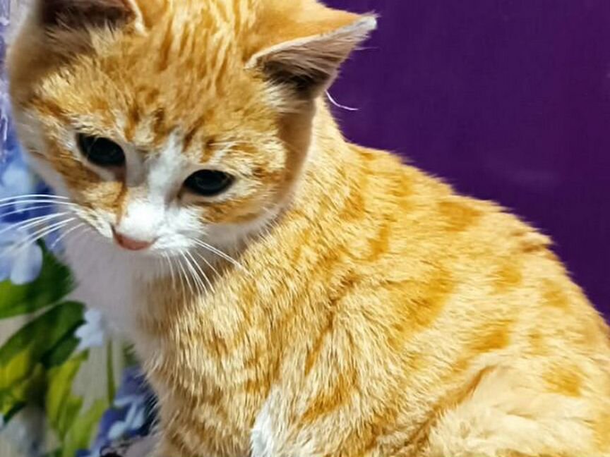 Котик