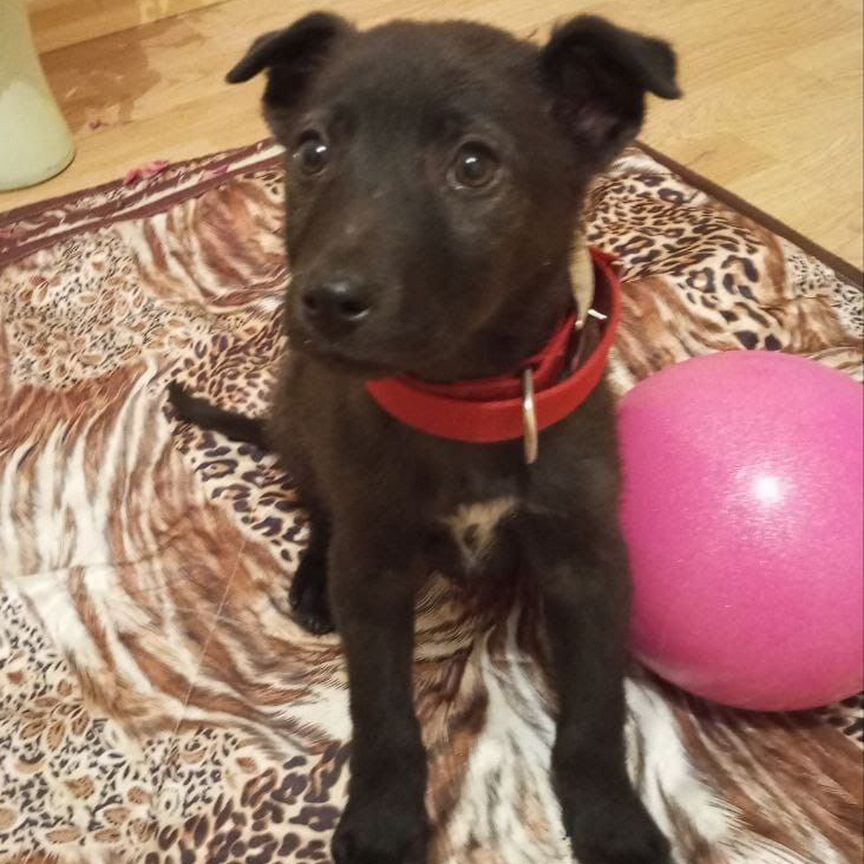 Щенок в добрые руки