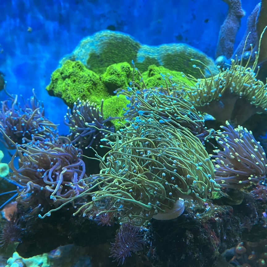 Морские кораллы Зоантысы, Эуфиллии