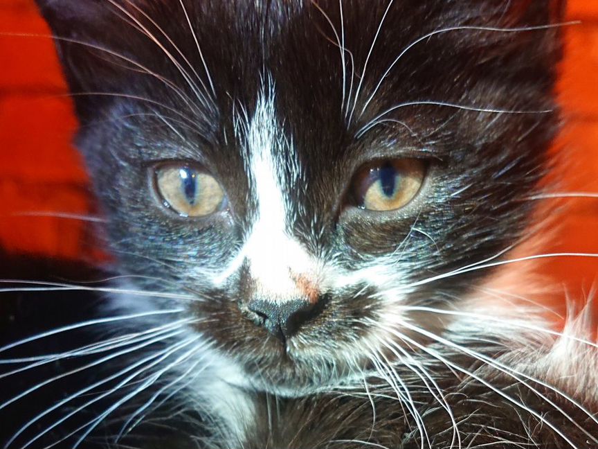 Котовасия котявочная котёнок