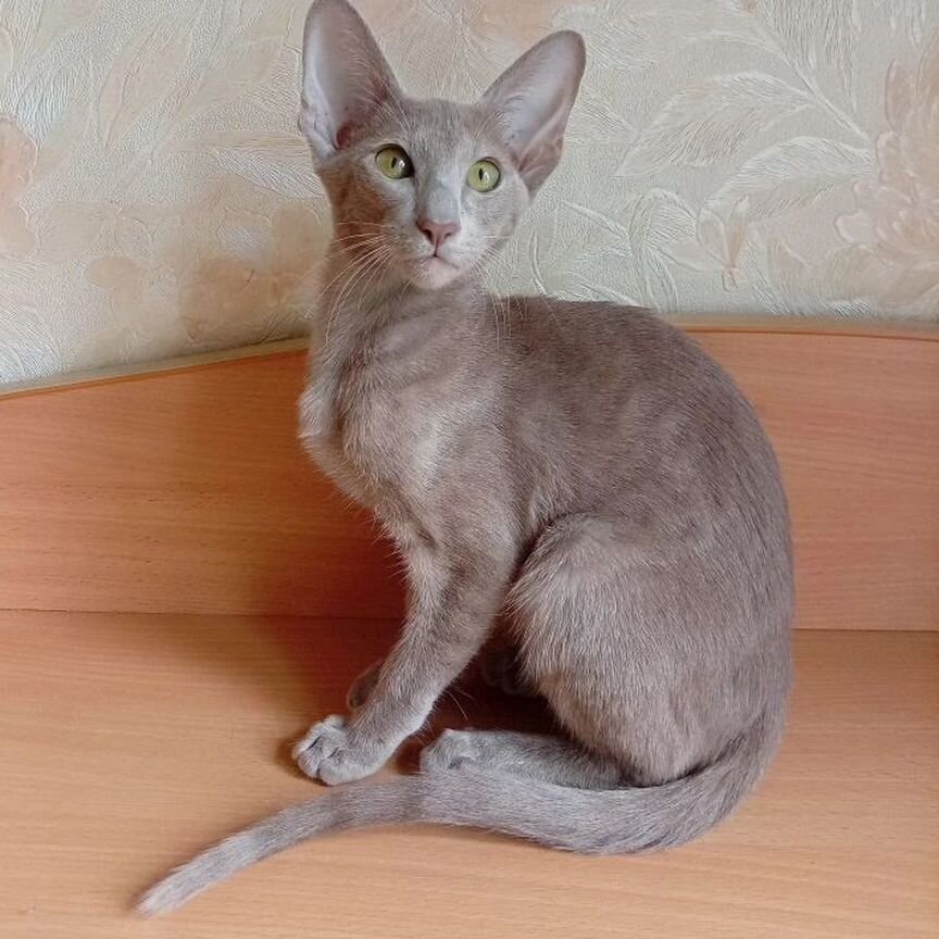 Ориентальный котёнок
