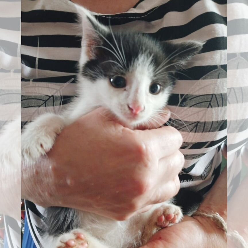 Котята в добрые руки бесплатно