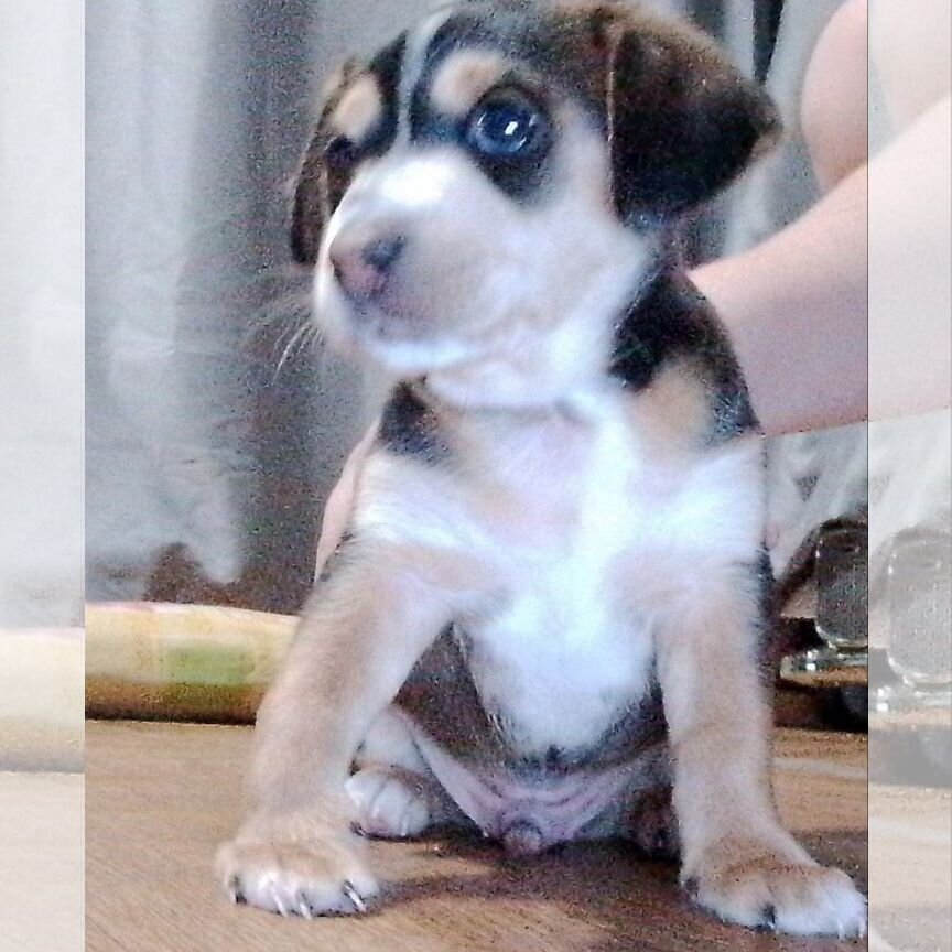 Такса, щенок