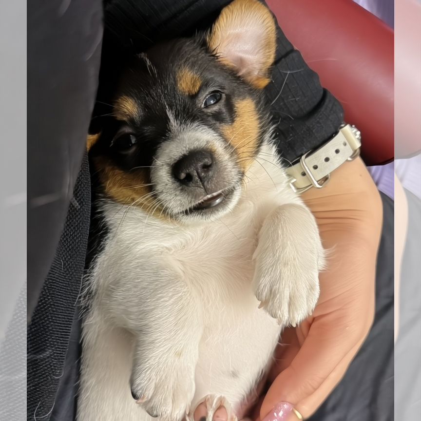 Джек-рассел-терьер, щенок