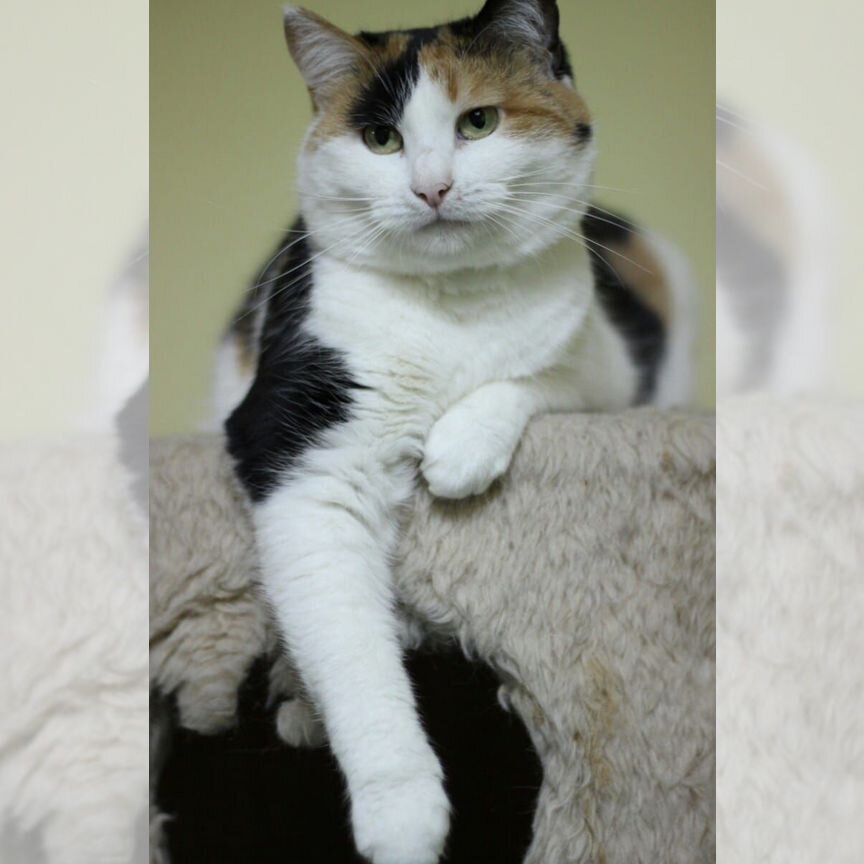 Кошка
