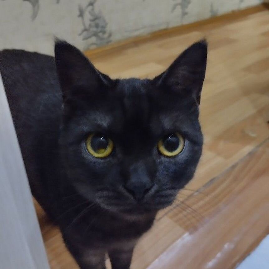 Кошка