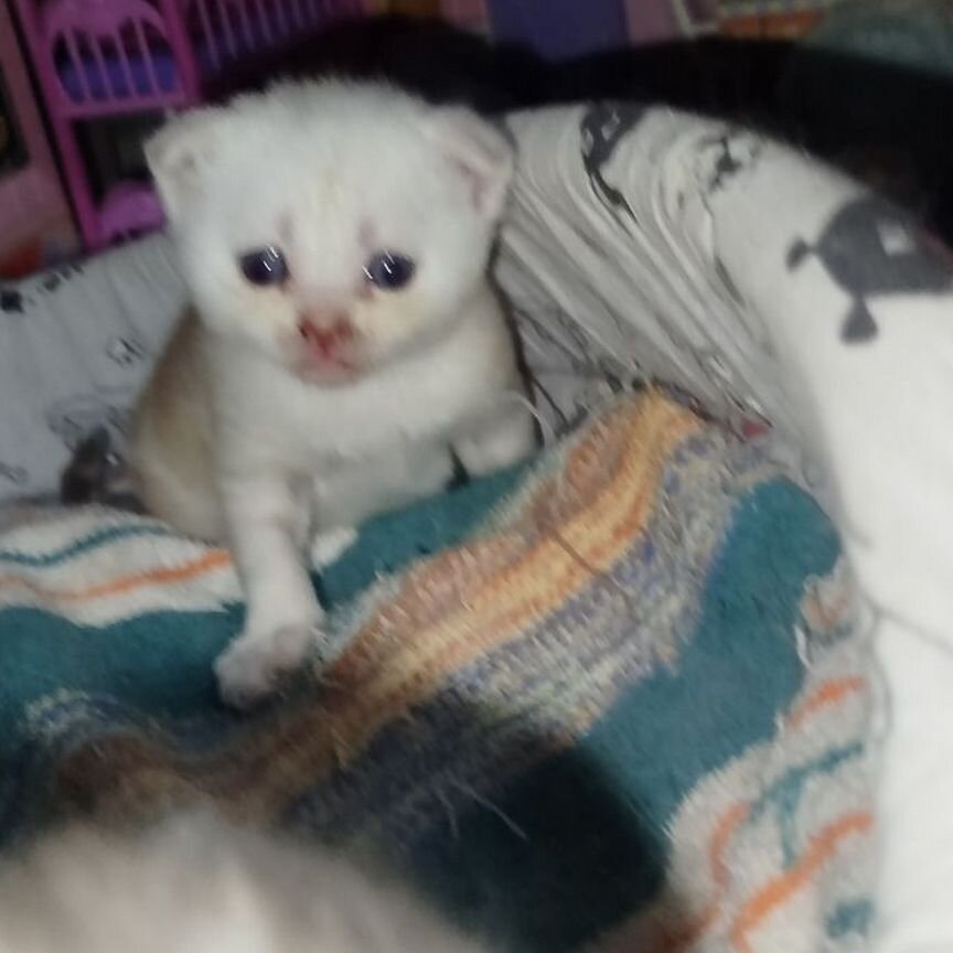 Шотландские вислоухие котята