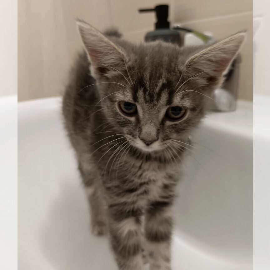 Котёнок в добрые руки