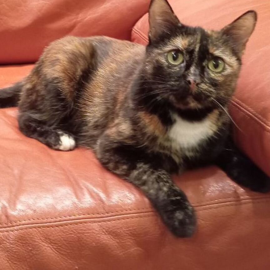 Взрослая кошка в добрые руки