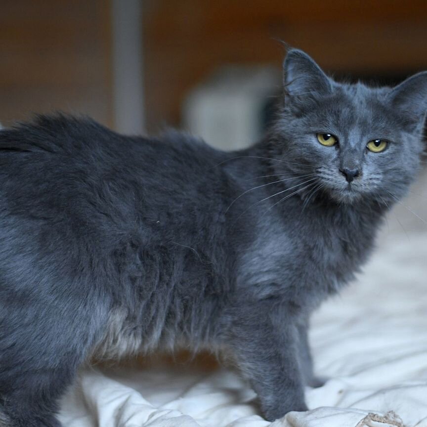 Котенок Дымка ищет семью