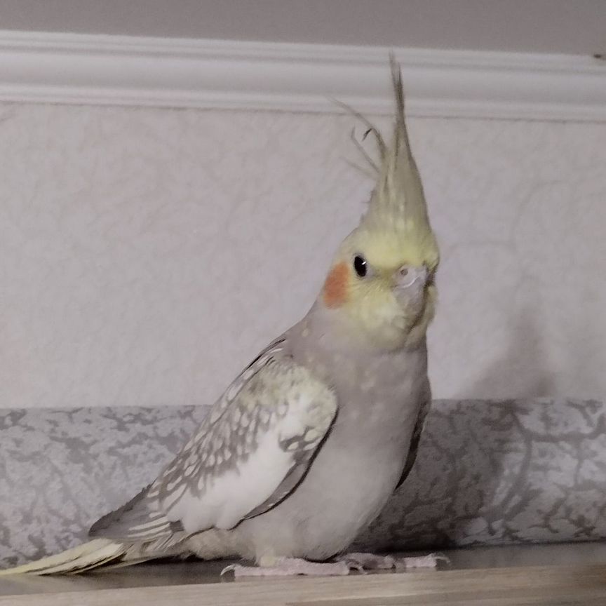 Попугай корелла